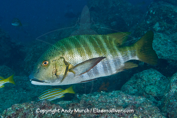 Barred Pargo Pictures - images of Hoplopagrus guentherii